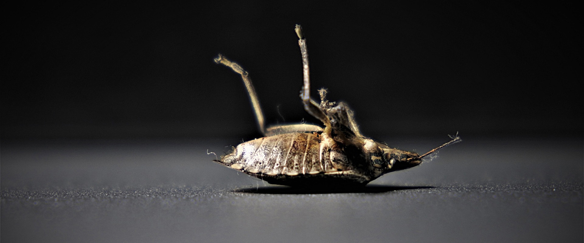 Bed bugs: how to spot and eradicate them effectively - Extermination ...