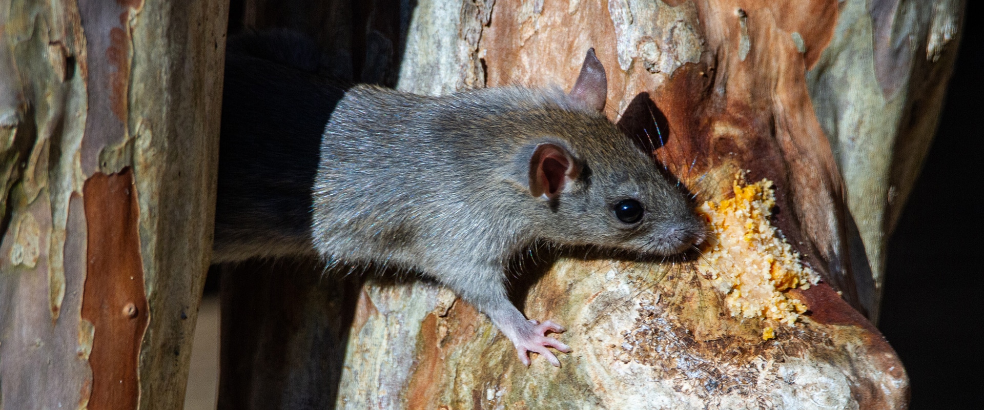 Extermination de rats - Extermination Pro Nature