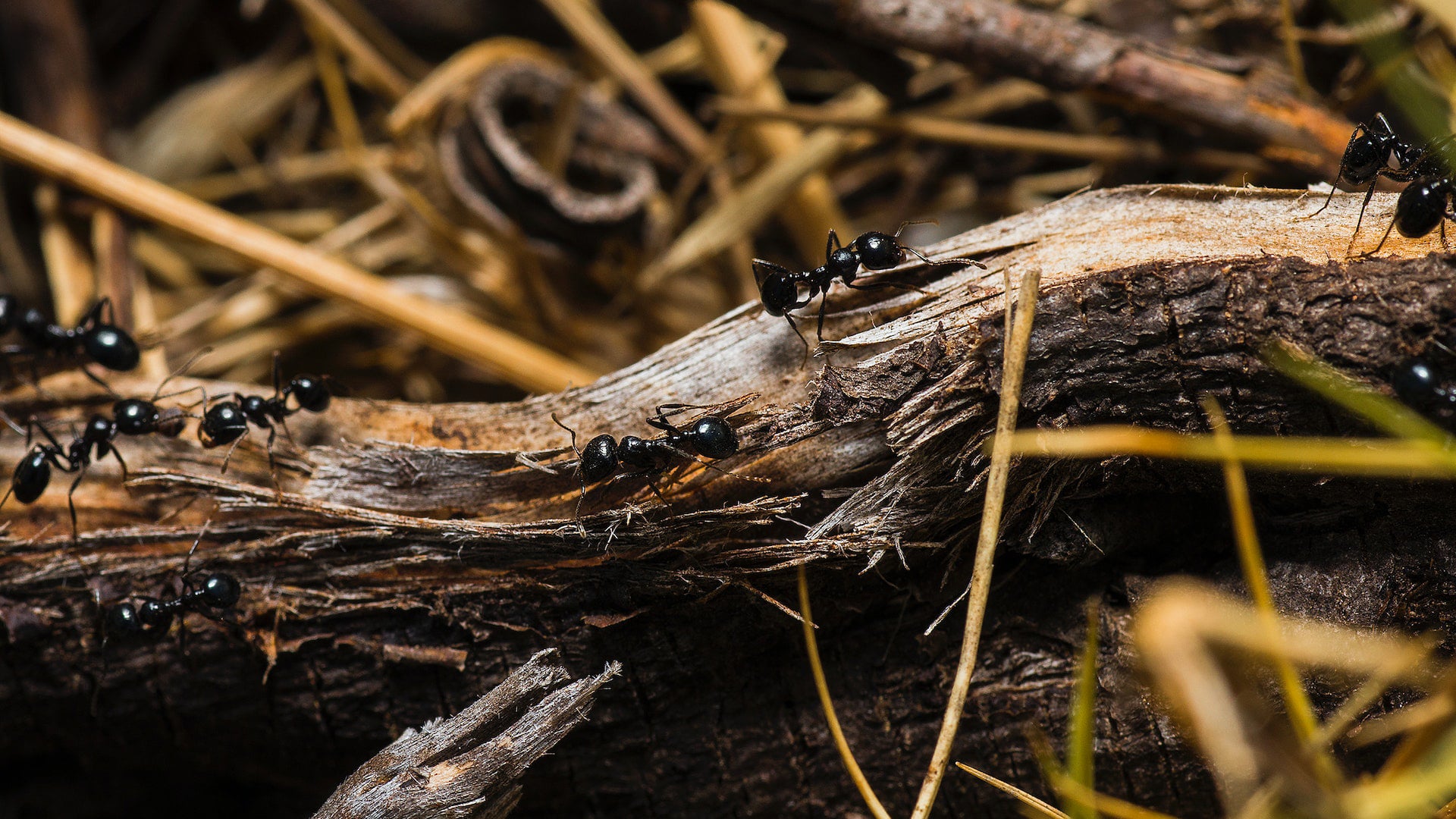 Extermination de fourmis - Extermination Pro Nature